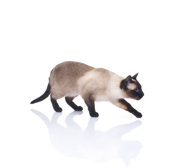 A Beautiful Siamese Cat on a White Background Stock Image - Image of ...