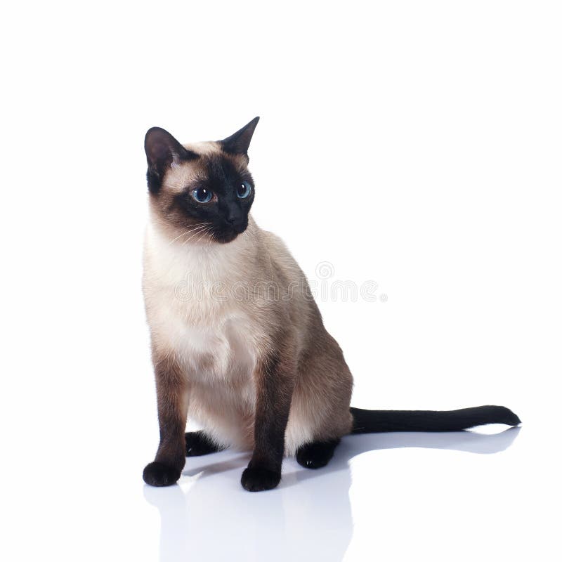 Siamese Cat on a White Background Stock Image - Image of copyspace ...