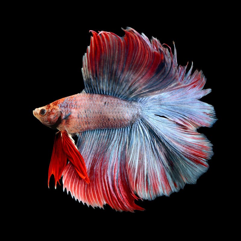 Betta Fish stock photo. Image of fighting, match, domestic - 27989256