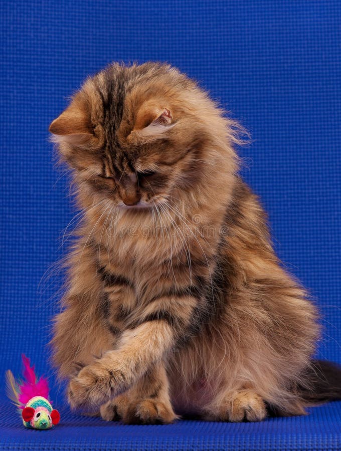 Siberian mouse фото