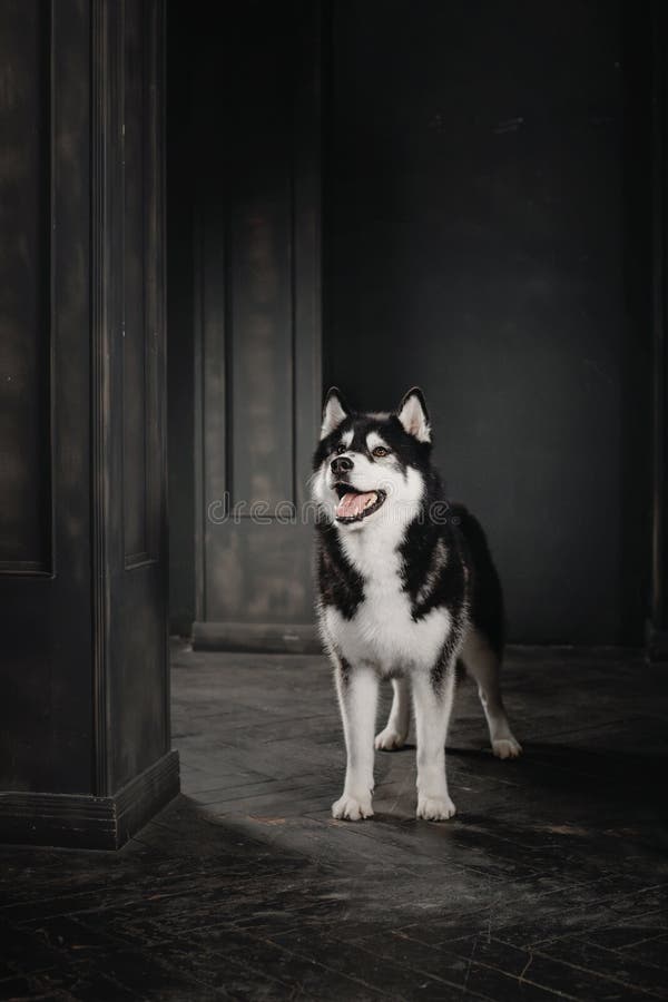 Beautiful Siberian Husky Dog Inside Stock Image - Image of black ...