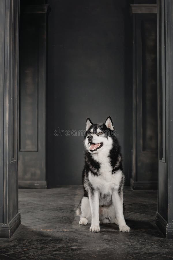 Beautiful Siberian Husky Dog Inside Stock Photo - Image of head, breed ...