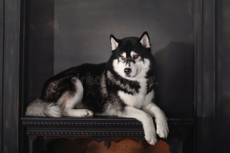 Beautiful Siberian Husky Dog Inside Stock Image - Image of cute, funny ...