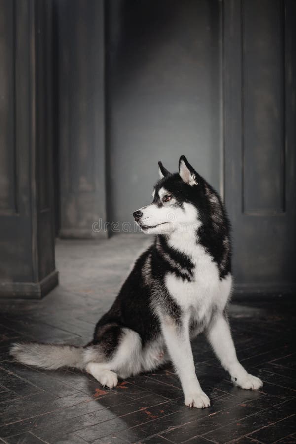 Beautiful Siberian Husky Dog Inside Stock Image - Image of breed ...