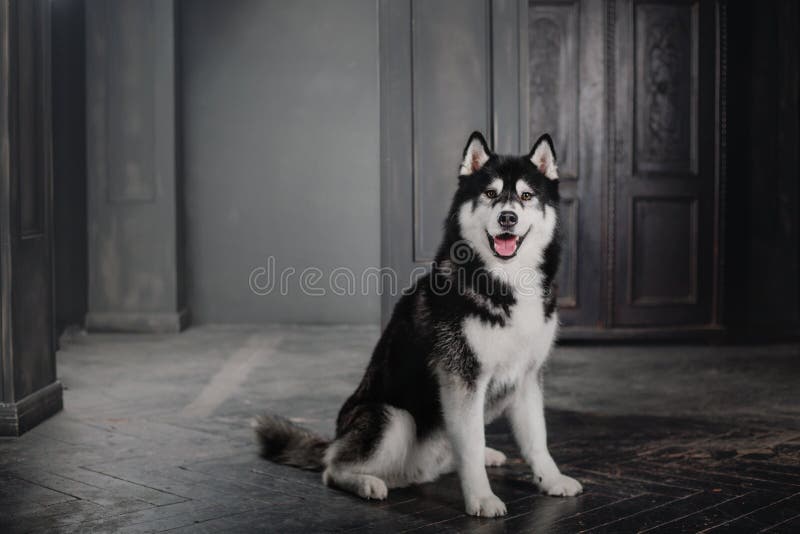 Beautiful Siberian Husky Dog Inside Stock Image - Image of friend ...