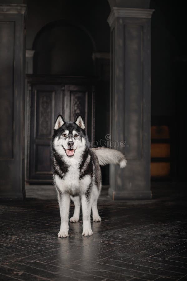 Beautiful Siberian Husky Dog Inside Stock Photo - Image of friendship ...