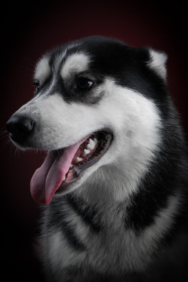 Beautiful siberian husky. stock image. Image of black - 102940007