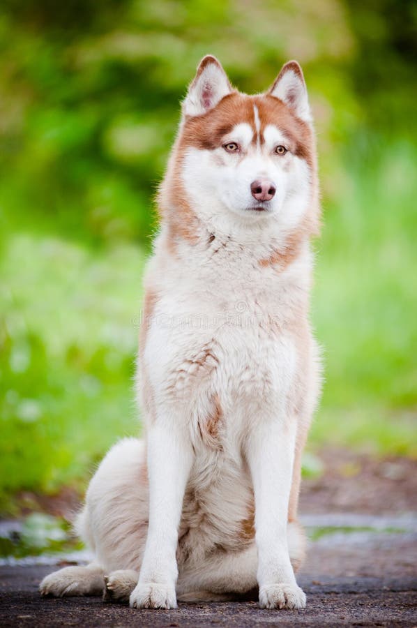 Beautiful Siberian Husky Portrait Stock Image - Image of domestic ...