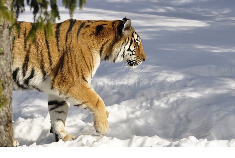 Siberian Tiger stock image. Image of frightful, wild - 29716977
