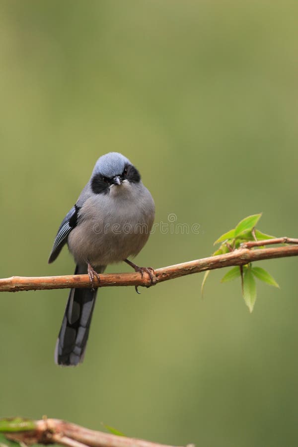 Beautiful Sibia stock photo. Image of india, bird, himalaya - 53168550