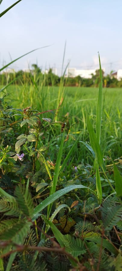 Beautiful Side of Nature with Lovely Day Stock Image - Image of shrub ...