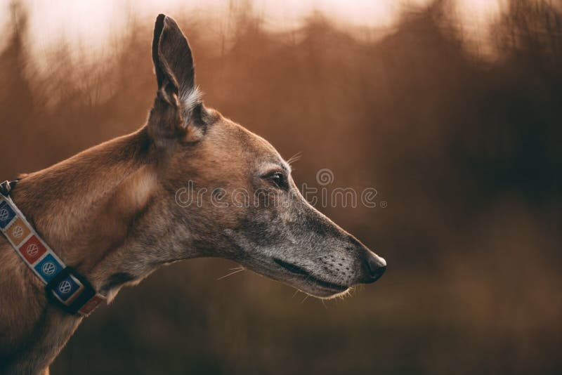 Beautiful Side View of a Brown Dog Staring at Something Stock Image ...