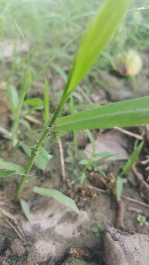 BEAUTIFUL SIGHT of PLANT stock photo. Image of animal - 221205916