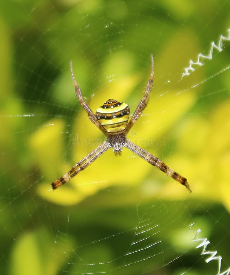 Signature Spider, Argiope Sp, Araneidae, Tripura Stock Image - Image of ...