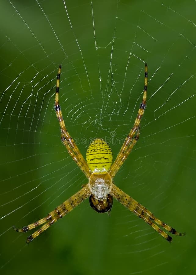 Beautiful Signature Spider stock image. Image of jungle - 76980391