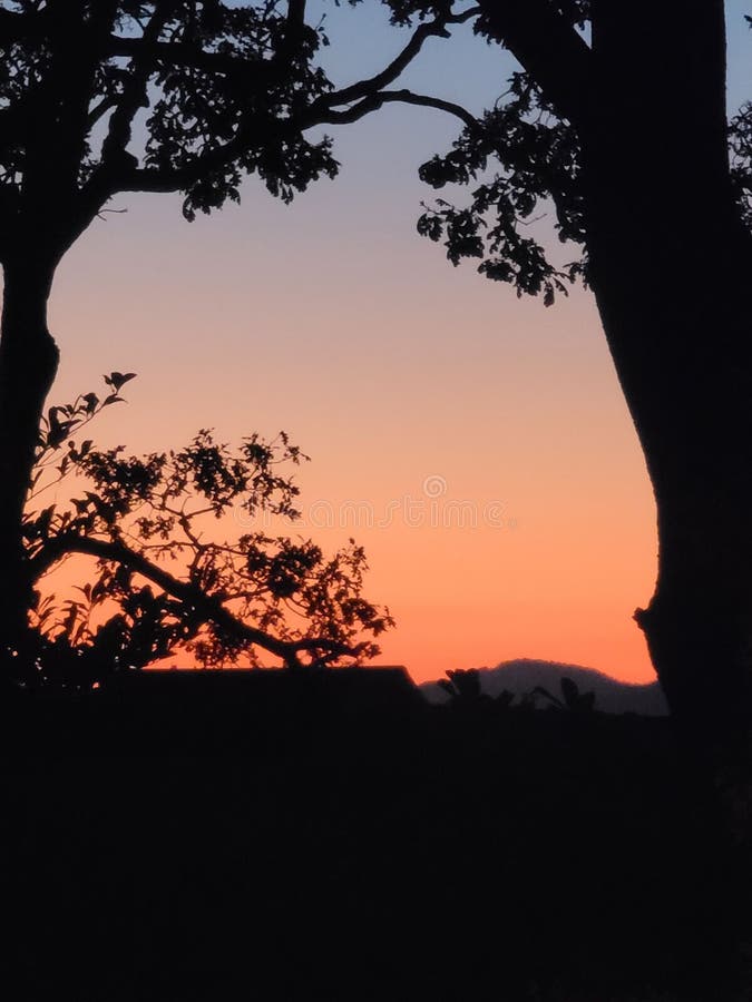 Beautiful Silhouette of Trees with Clear Sky during Orange Sunset Stock ...