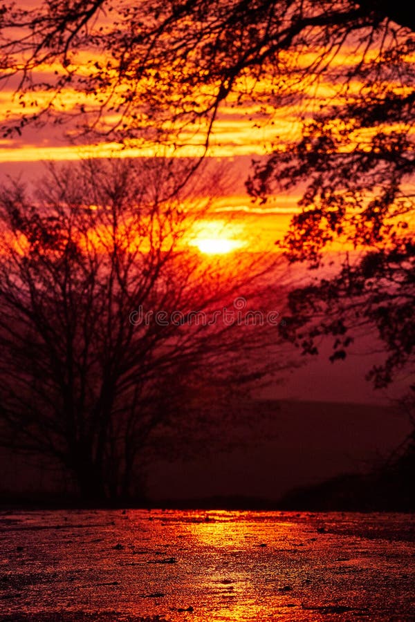 Beautiful Silhouettes of the Trees Against the Red Sunset.Nice Texture ...