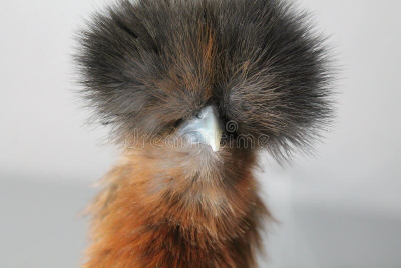 Beautiful Silky Hen Front View Stock Image - Image of face, adorable ...