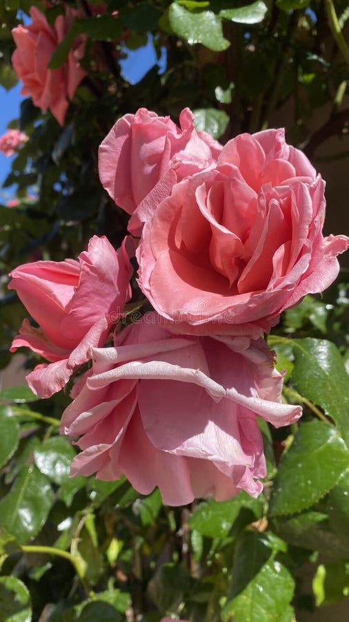 Beautiful Silky Pink Roses in the Garden Stock Photo - Image of pretty ...