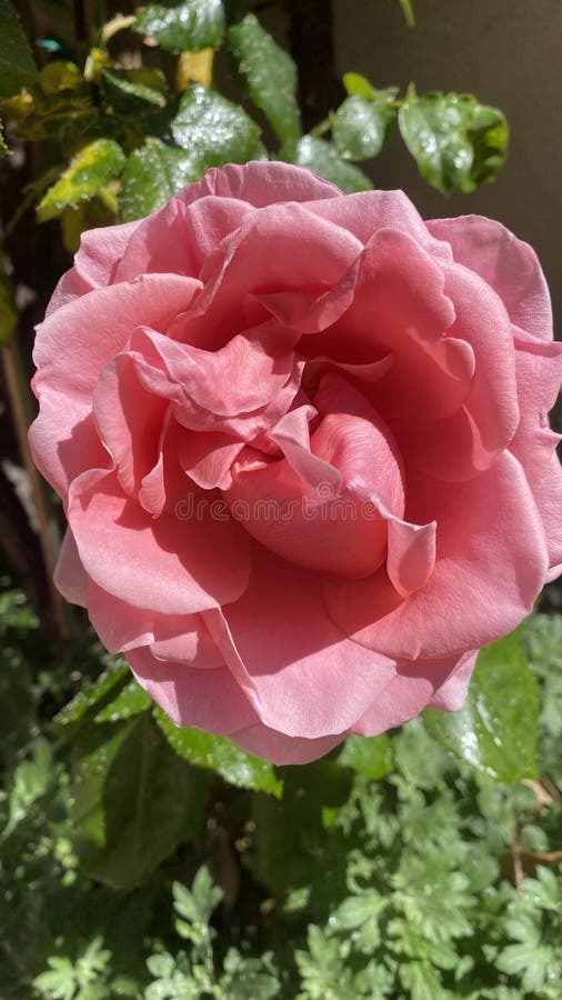 Beautiful Silky Pink Roses in the Garden Stock Image - Image of bouquet ...