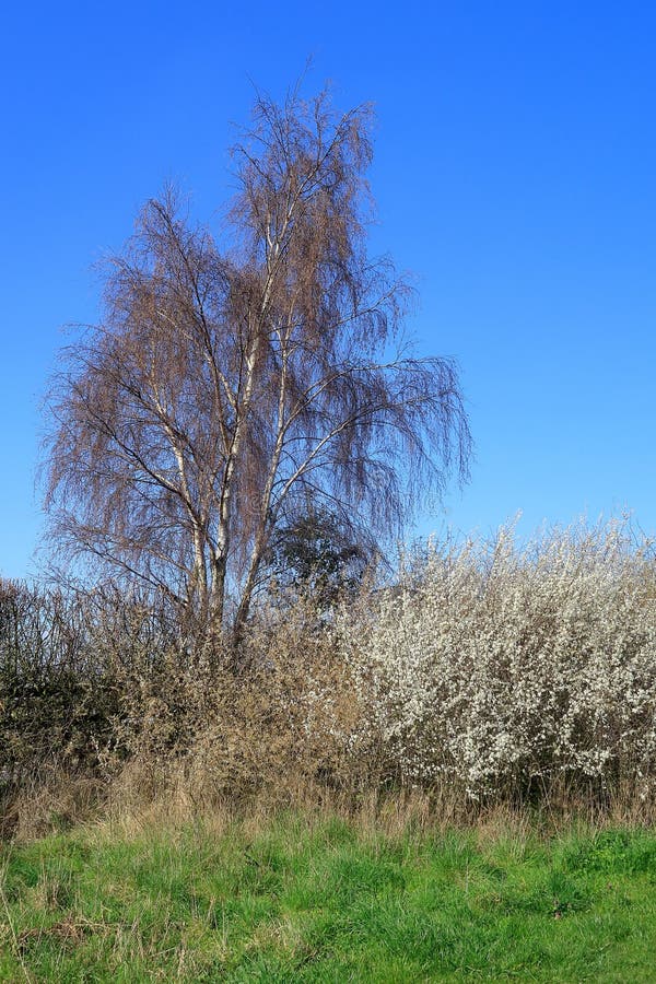 Beautiful Silver Birch Under a Clear Blue Sky Stock Image - Image of ...