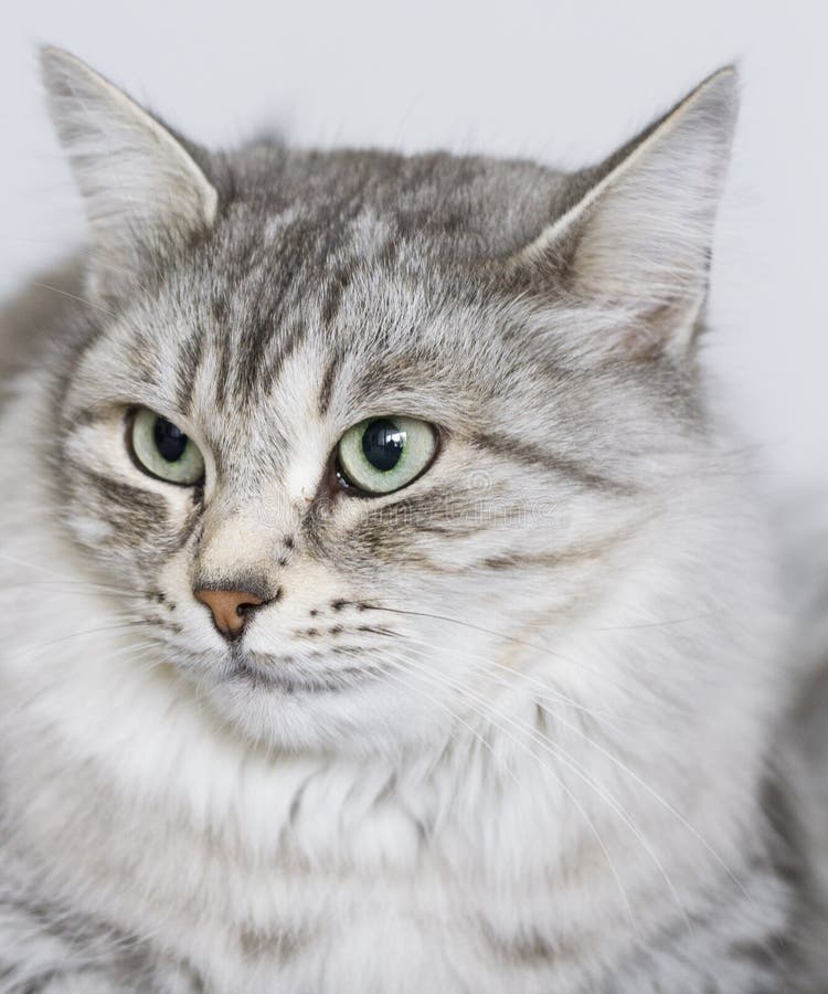 Beautiful silver cat stock image. Image of domestic, kitten - 79357845