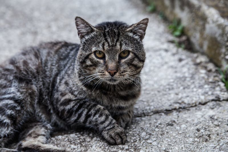 Beautiful silver cat stock photo. Image of elegant, pets - 78367886