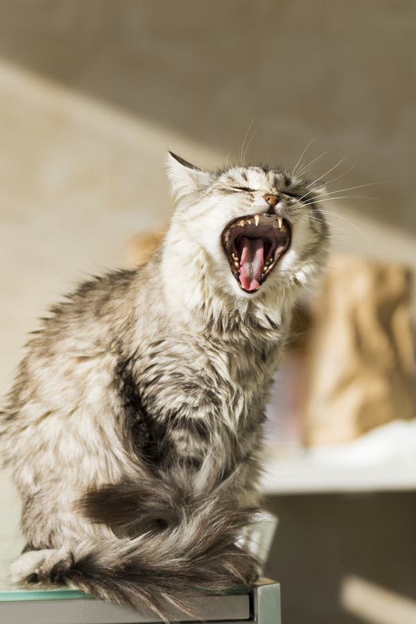 Beautiful Silver Kitten Outdoor, Siberian Cat Female Stock Image ...