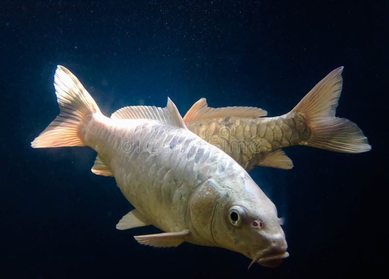 Beautiful Silver Colored Fish Stock Image - Image of colored, fish ...