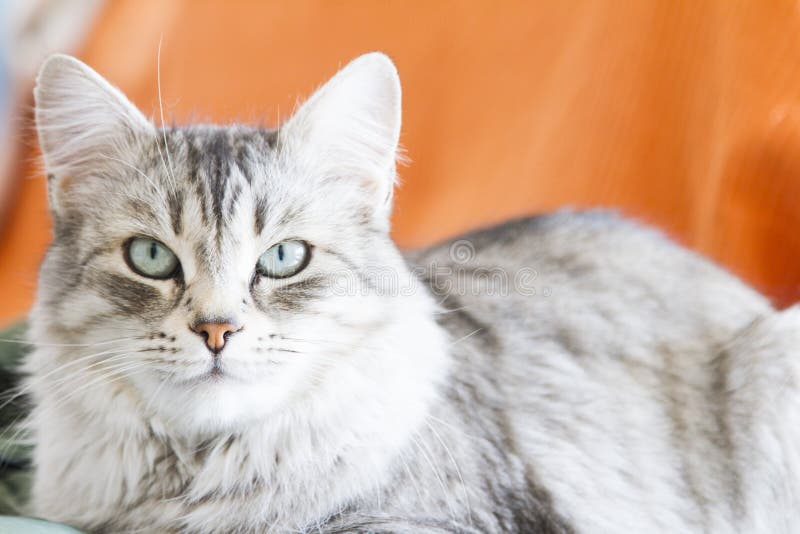 Beautiful Silver Female Cat of Siberian Breed in the House Stock Photo ...