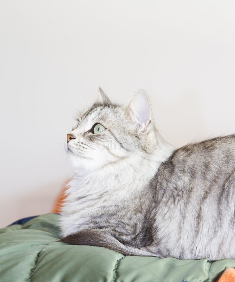 Beautiful Silver Female Cat of Siberian Breed in the House Stock Photo ...