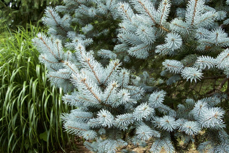 Beautiful silver fir tree stock photo. Image of evergreen - 97385590
