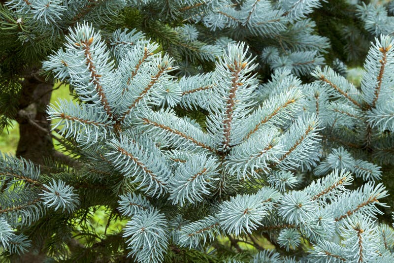 Beautiful silver fir tree stock image. Image of conifer - 97385591