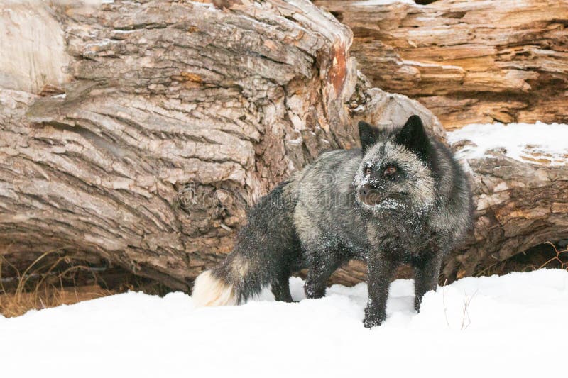 Beautiful silver fox stock image. Image of america, mammals - 85081581