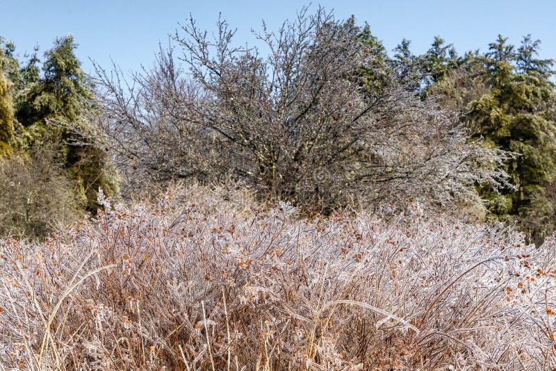 Beautiful Silver Ice Glazed Tree after Snowstorm Rain Stock Image ...