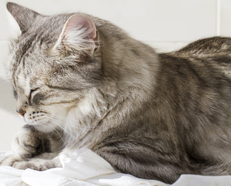 Beautiful Silver Kitten Outdoor, Siberian Cat Female Stock Image ...