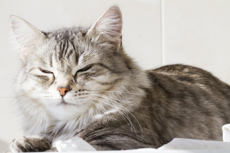 Beautiful Silver Kitten Outdoor, Siberian Cat Female Stock Photo ...