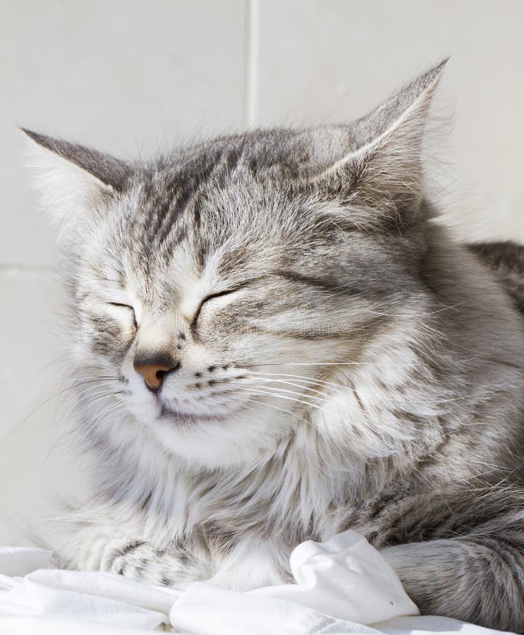 Beautiful Silver Kitten Outdoor, Siberian Cat Female Stock Photo ...