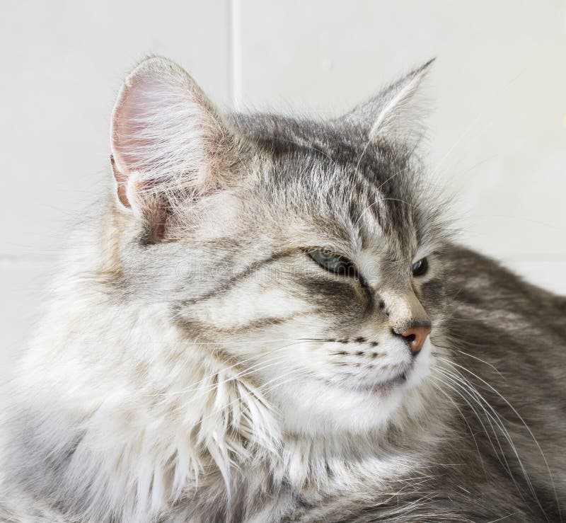 Beautiful Silver Kitten Outdoor, Siberian Cat Female Stock Image ...