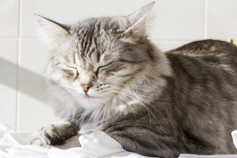 Beautiful Silver Kitten Outdoor, Siberian Cat Female Stock Image ...