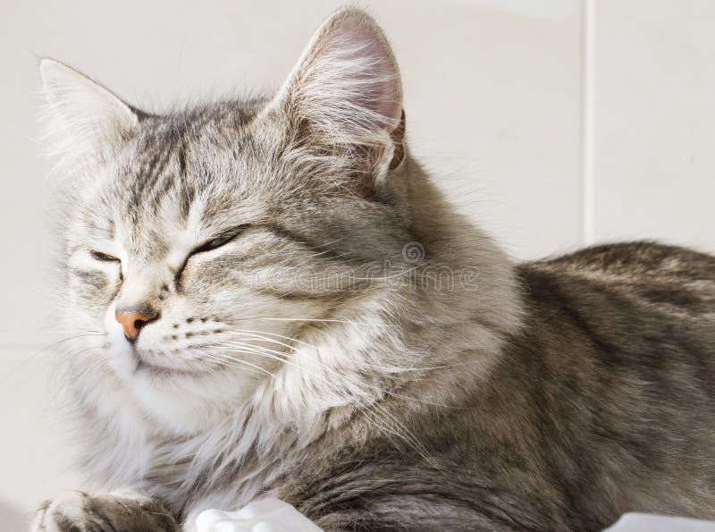 Beautiful Silver Kitten Outdoor, Siberian Cat Female Stock Photo ...