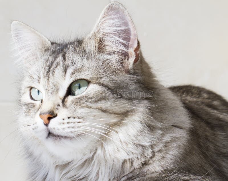 Beautiful Silver Kitten Outdoor, Siberian Cat Female Stock Image ...
