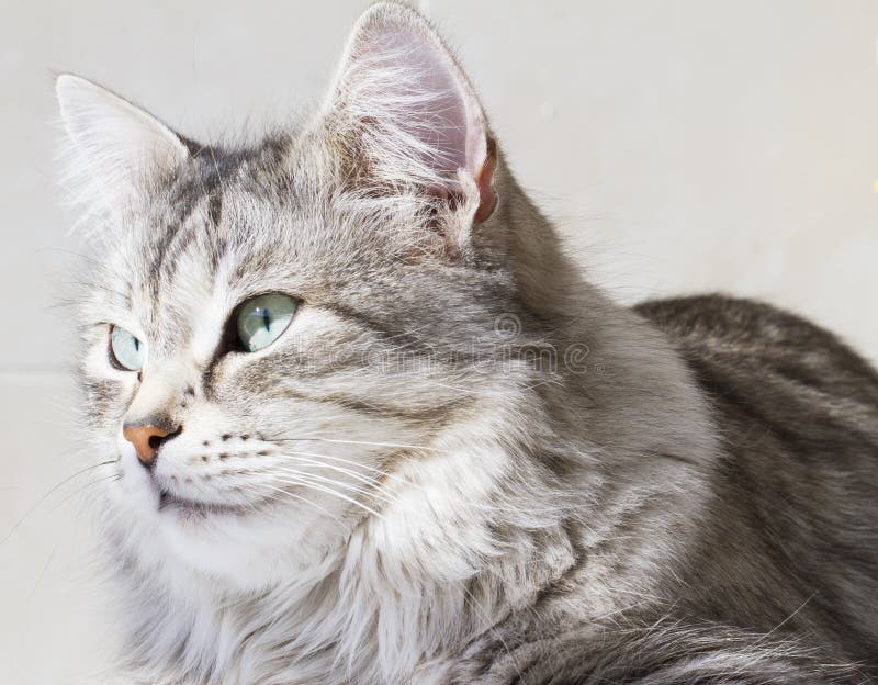 Beautiful Silver Kitten Outdoor, Siberian Cat Female Stock Image ...