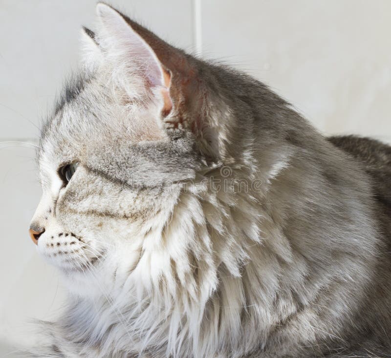 Beautiful Silver Kitten Outdoor, Siberian Cat Female Stock Photo ...