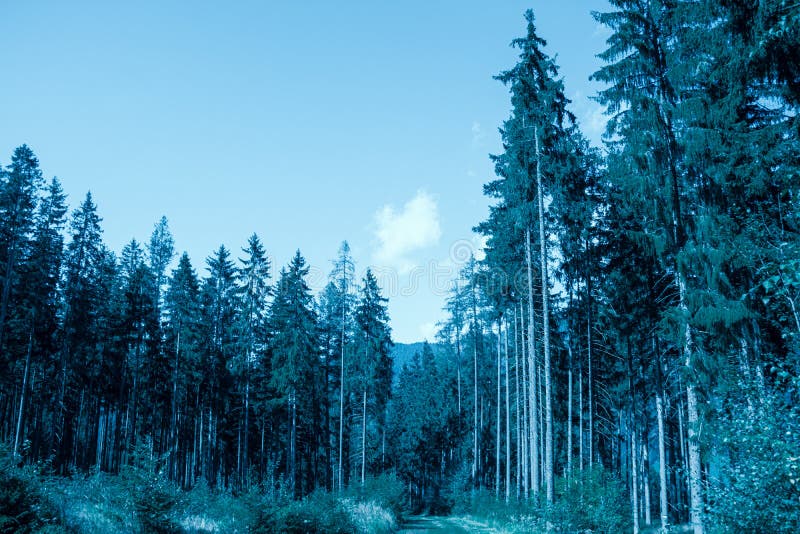 Beautiful Silver Landscape and Forest in the Pure Nature Stock Image ...