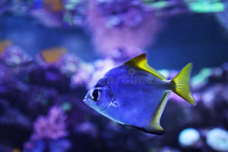 Beautiful Silver Moony Fish in Aquarium Stock Image - Image of swim ...