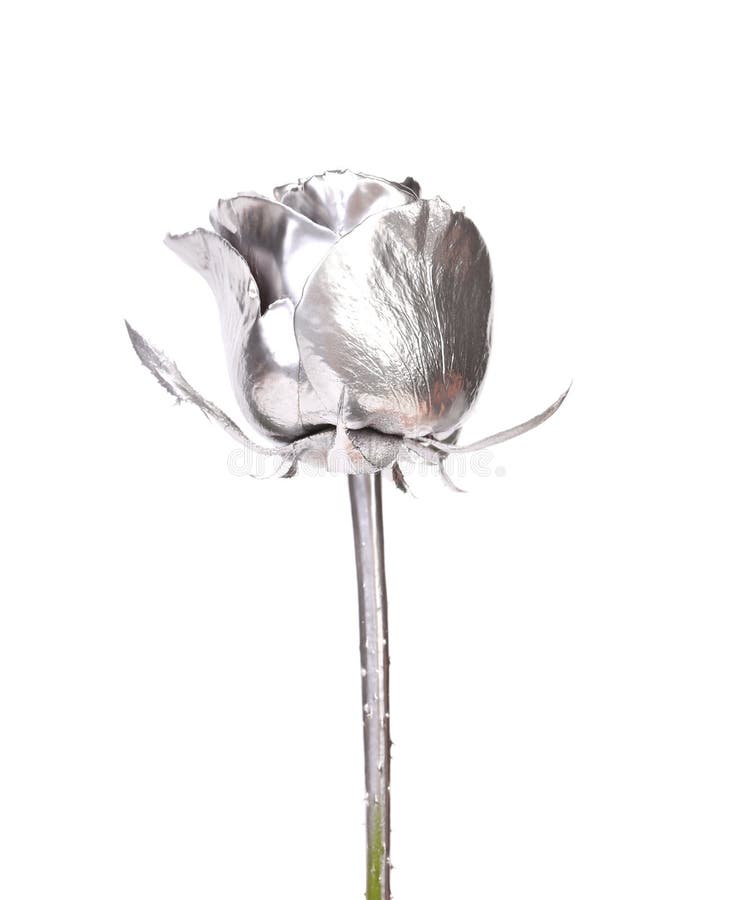 Beautiful silver rose stock photo. Image of single, life - 36062520