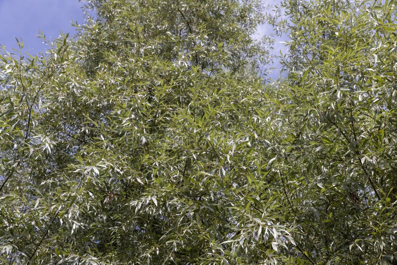 Beautiful Silver Willow Tree Foliage with Green Foliage Stock Photo ...