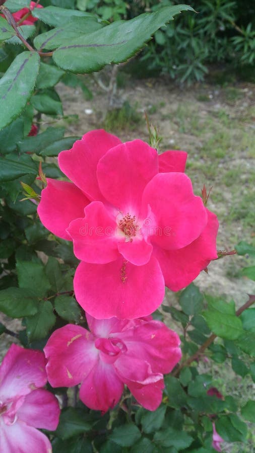 Beautiful Simple Red Roses Colouring the Day Stock Image - Image of ...
