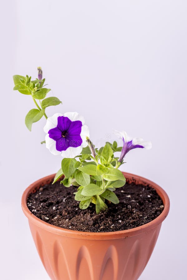 A Beautiful Singing Flower Blooms in a Pot on a White Background Stock ...